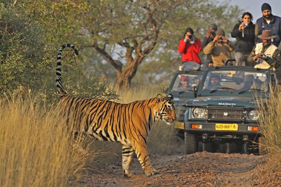 Tourist Vehicles Following Tiger Panthera Tigris Editorial Stock Photo ...