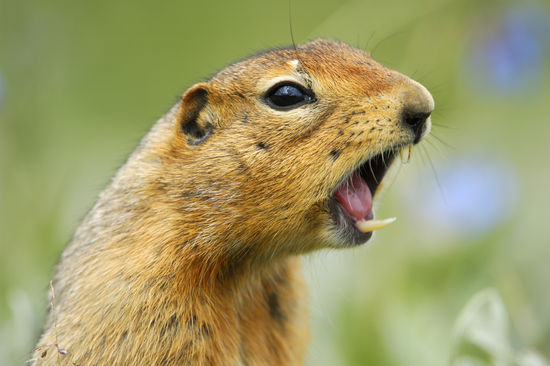 Arctic Ground Squirrel Spermophilus Parryii Emits Editorial Stock Photo ...