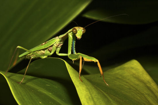 Mantis Mantis Sp Andasibe Madagascar Africa Editorial Stock Photo ...