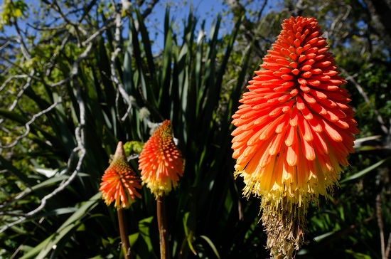 Torch Lily Kniphofia Uvaria Nobilis Blossom Editorial Stock Photo ...