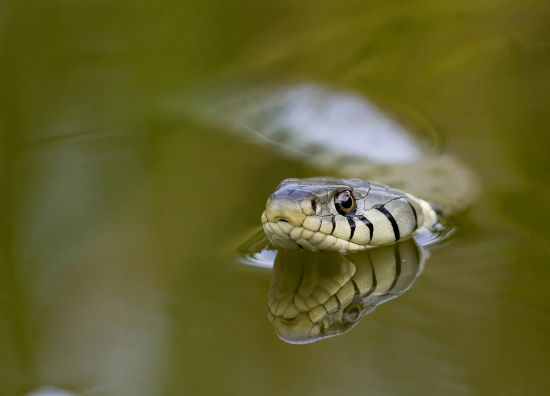 Grass Snake Natrix Natrix Editorial Stock Photo - Stock Image ...