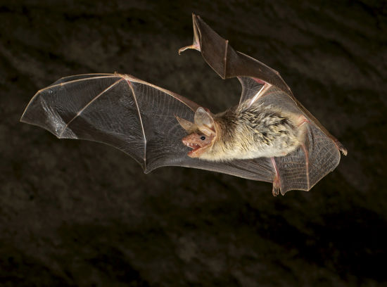 Lesser Mouseeared Bat Myotis Blythii Editorial Stock Photo - Stock ...