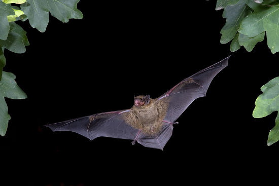 Lesser Noctule Leislers Bat Nyctalus Leisleri Editorial Stock Photo ...