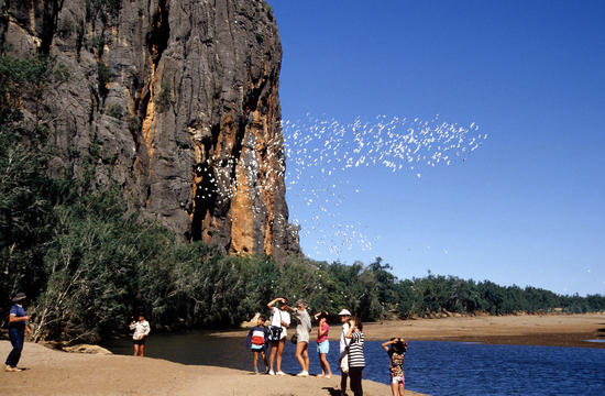 Flocks White Corella Wingjana Gorge Western Editorial Stock Photo ...