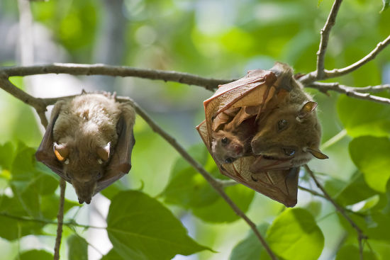 Peterss Epauletted Fruit Bat Epomophorus Crypturus Editorial Stock ...