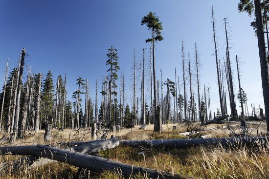 Deceasing Forest Mountain Dreisesselberg Bavarian Forest Editorial ...