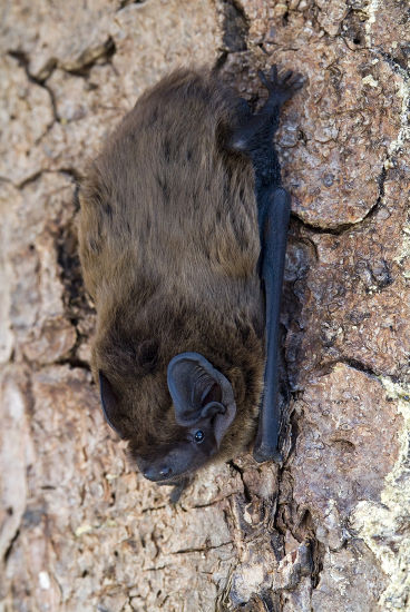 Lesser Noctule Leislers Bat Nyctalus Leisleri Editorial Stock Photo ...