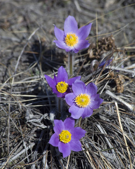 Northern Crocus Prairie Crocus Prairie Smoke Editorial Stock Photo ...