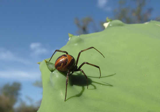 Black Widow Spider Latrodectus Antheratus Green Editorial Stock Photo ...