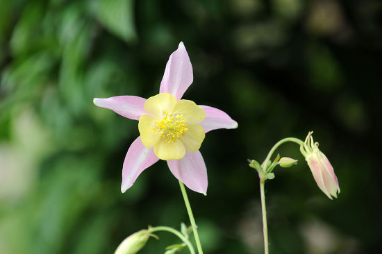 Grannys Bonnet Flower Aquilegia Vulgaris Editorial Stock Photo - Stock ...