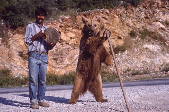 Gypsy Adult Dancing Bear - Foto de stock de contenido editorial: imagen ...