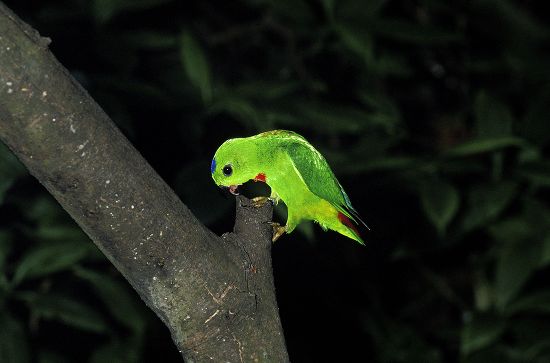 Blue Crowned Hanging Parrot Loriculus Galgulus Editorial Stock Photo ...