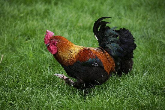 Brown Red Marans Domestic Chicken French Editorial Stock Photo - Stock ...
