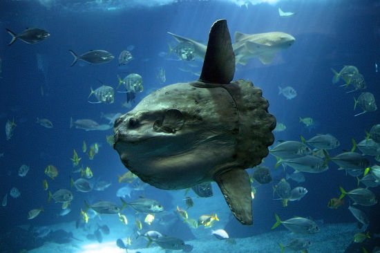Sunfish Mola Mola Adult Editorial Stock Photo - Stock Image | Shutterstock