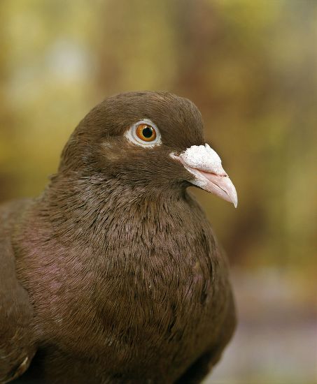 Carneau Domestic Pigeon Editorial Stock Photo - Stock Image | Shutterstock