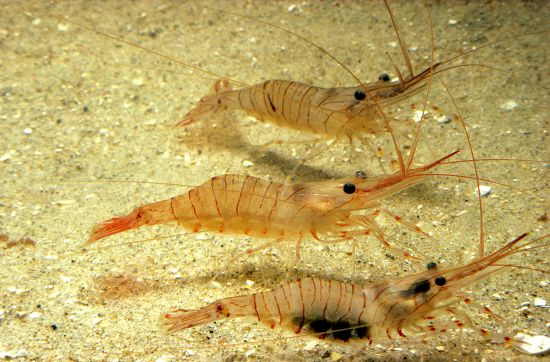 Common Prawn Palaemon Serratus Editorial Stock Photo - Stock Image ...