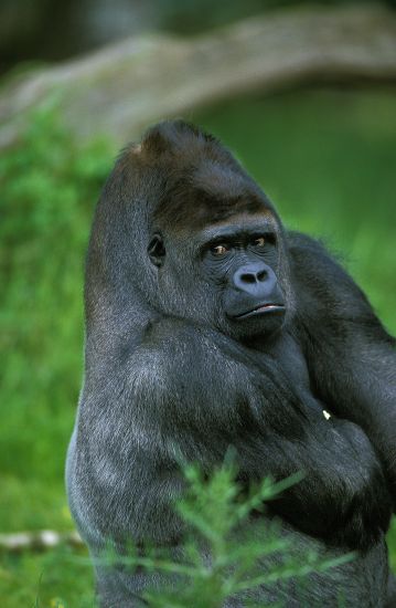 Eastern Lowland Gorille Gorilla Gorilla Grauer Editorial Stock Photo ...