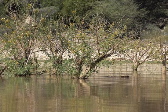 Balsa Wood Tree Aeschynomene Elaphroxylon Trees Editorial Stock Photo ...
