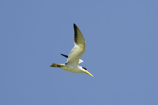 Largebilled Tern Phaetusa Simplex Adult Flight Editorial Stock Photo ...
