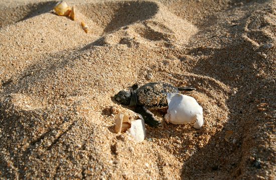 Free Shell Baby Turtle Heads Off Editorial Stock Photo - Stock Image ...