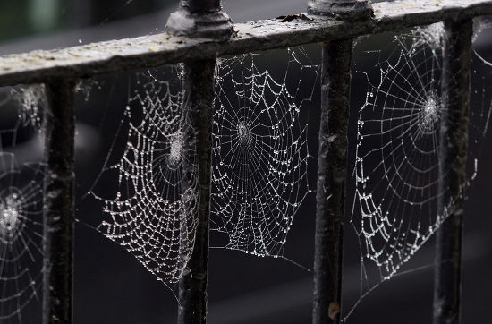 Spiders Webs Hang Iron Railing Fence Editorial Stock Photo - Stock ...