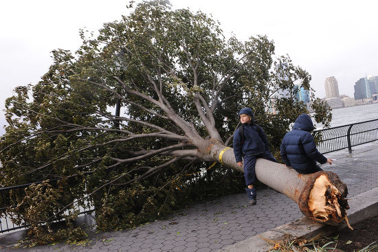 Children Play On Tree Knocked Down Editorial Stock Photo - Stock Image ...