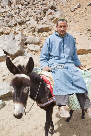 Mule Loaded His Owner Berber Arab Editorial Stock Photo - Stock Image ...