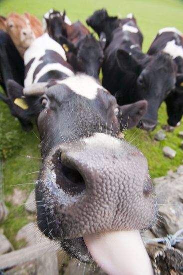Herd Cows On Afarm Lune Valley Editorial Stock Photo - Stock Image ...