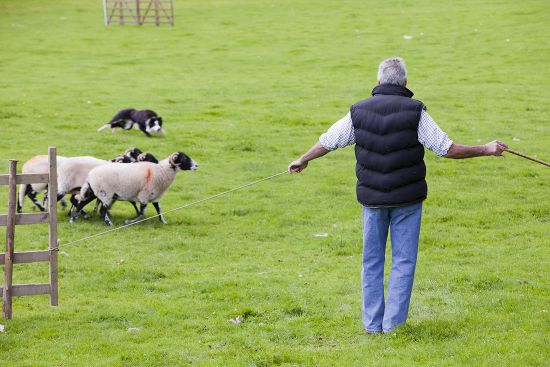Shepherd Working His Dog Sheep Vale Editorial Stock Photo - Stock Image ...