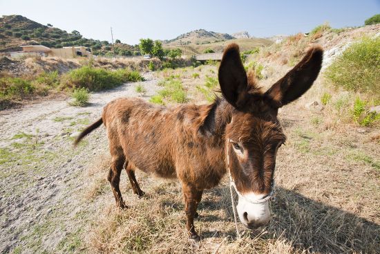 Farmers Donkey Tethered Dry Riverbed Skala Editorial Stock Photo ...