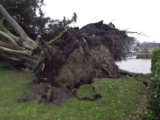 Unearthed Roots Fallen Tree Editorial Stock Photo - Stock Image ...