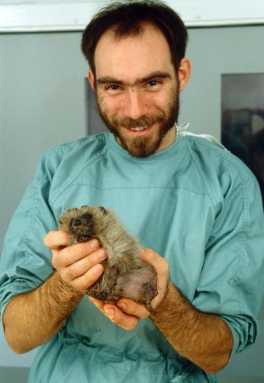 Vet Malcolm Baul Hedgehog Editorial Stock Photo - Stock Image ...