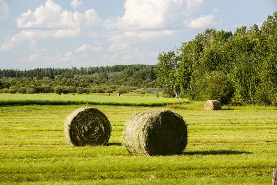 Field Grass Alberta Canada Editorial Stock Photo - Stock Image ...