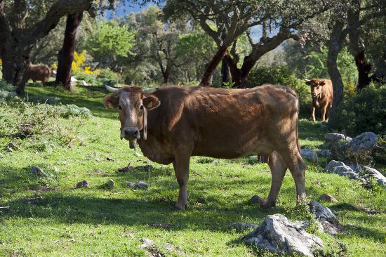 Cows Cork Oak Forest Madonie Mountains Editorial Stock Photo - Stock ...