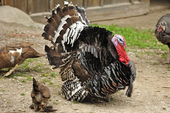 Wild Turkey Meleagris Gallopavo Ruffled Feathers Editorial Stock Photo ...