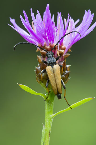 Longhorned Beetle Leptura Rubra Male Hopfgarten Editorial Stock Photo ...