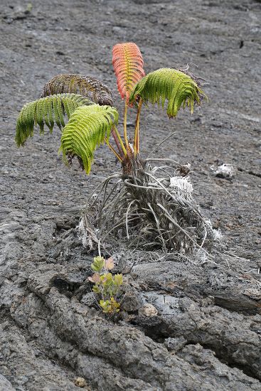 Amau Fern Sadleria Cyatheoides Red Scar Editorial Stock Photo - Stock ...