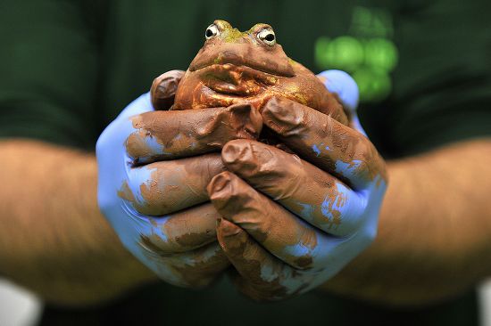 Keeper Holding Bull Frog Editorial Stock Photo - Stock Image | Shutterstock