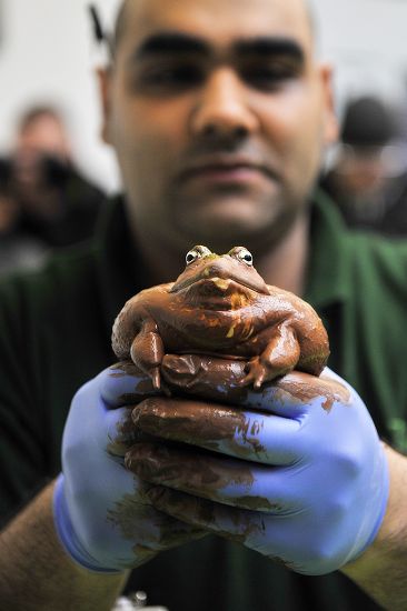 Keeper Holding Bull Frog Editorial Stock Photo - Stock Image | Shutterstock