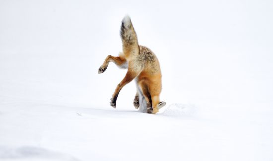 Fox Dives Headfirst Into Snow Editorial Stock Photo - Stock Image ...