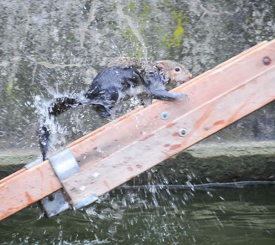 Squirrel Climbs Ladder Safety Editorial Stock Photo - Stock Image ...