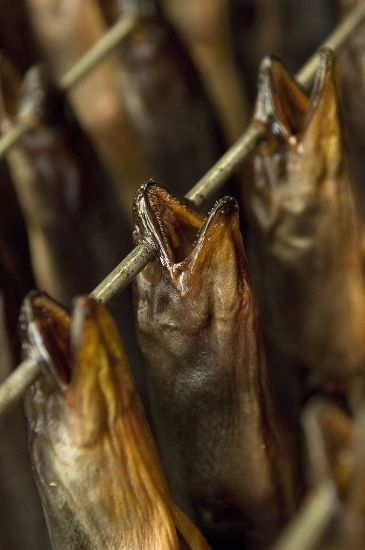 Eels Being Smoked Severn Wye Smokery Editorial Stock Photo - Stock ...