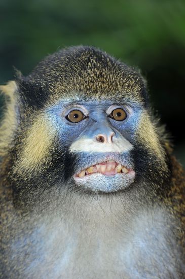 Moustached Guenon Moustached Monkey Cercopithecus Cephus Editorial ...