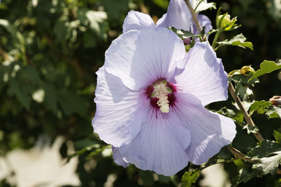 Hibiscus Hibiscus Hybrid Violet Clair Double Editorial Stock Photo ...