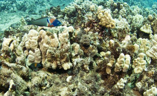 Parrotfish Scarinae Kahekili Beach Park Lahaina Editorial Stock Photo ...