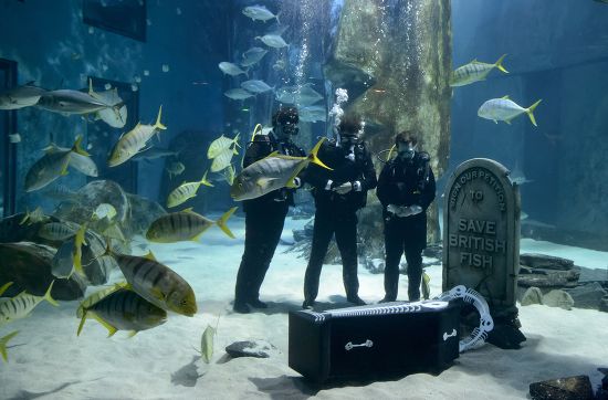 Divers Stage Underwater Funeral British Fish Editorial Stock Photo ...