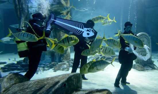 Divers Stage Underwater Funeral British Fish Editorial Stock Photo ...