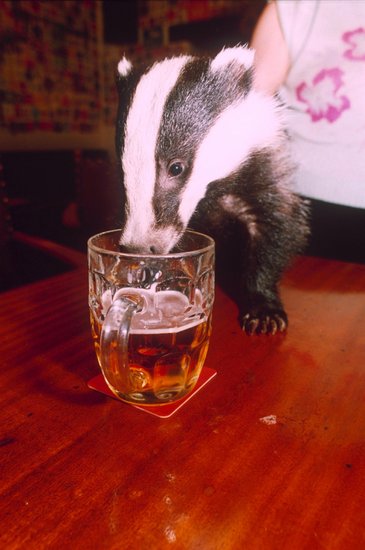 Teka Badger Drinking Pint Beer Editorial Stock Photo - Stock Image | Shutterstock