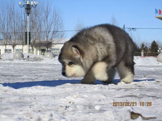 Alaskan Malamute Dog Tang Yuan Sticky Editorial Stock Photo - Stock ...