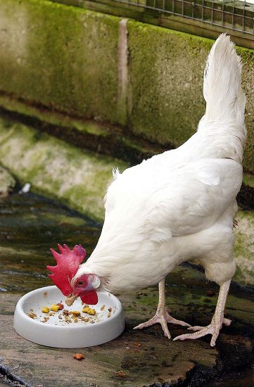 Houdini Hen Who Regularly Flies Onto Editorial Stock Photo - Stock ...